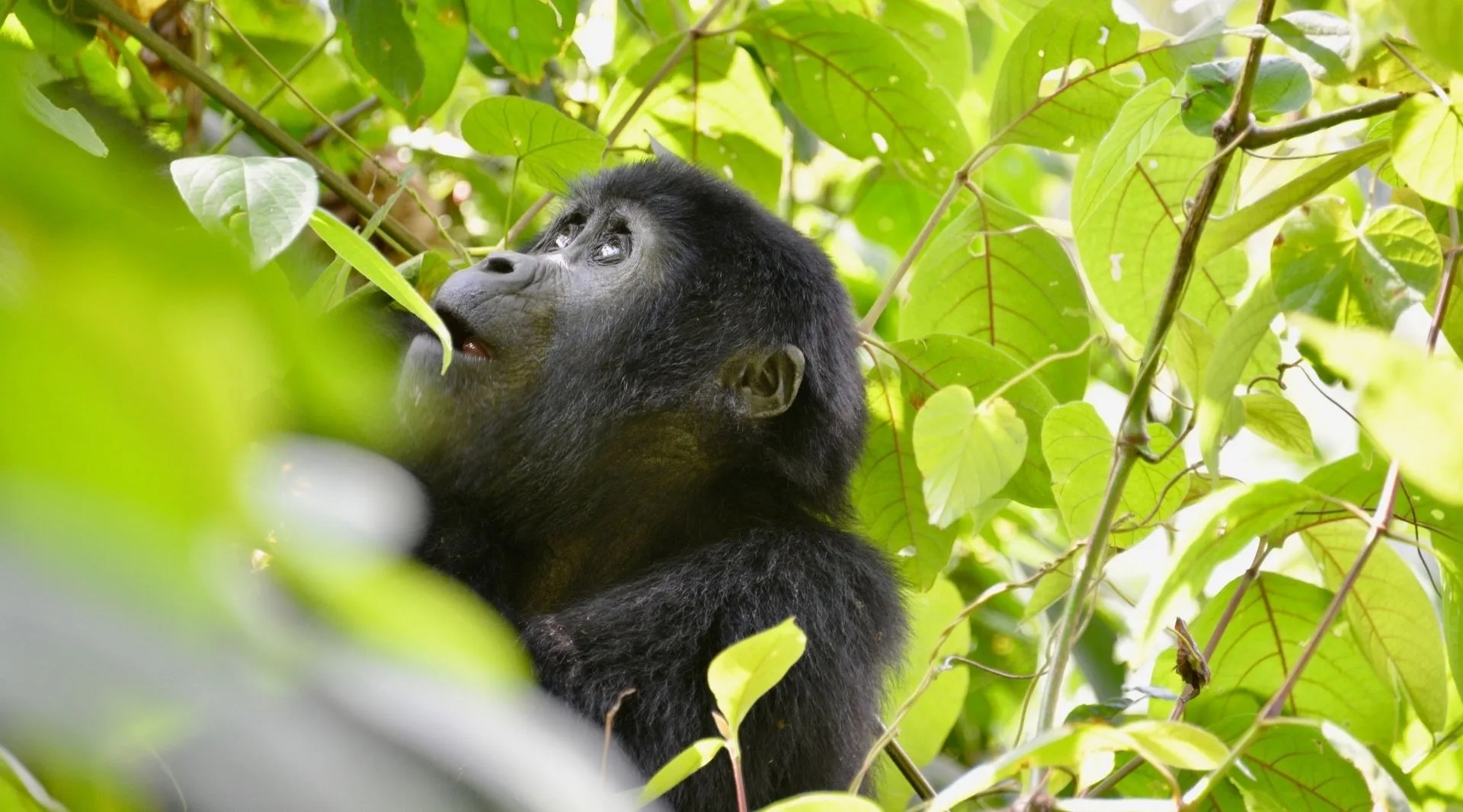 Gorilla Tracking in Uganda Public Transport