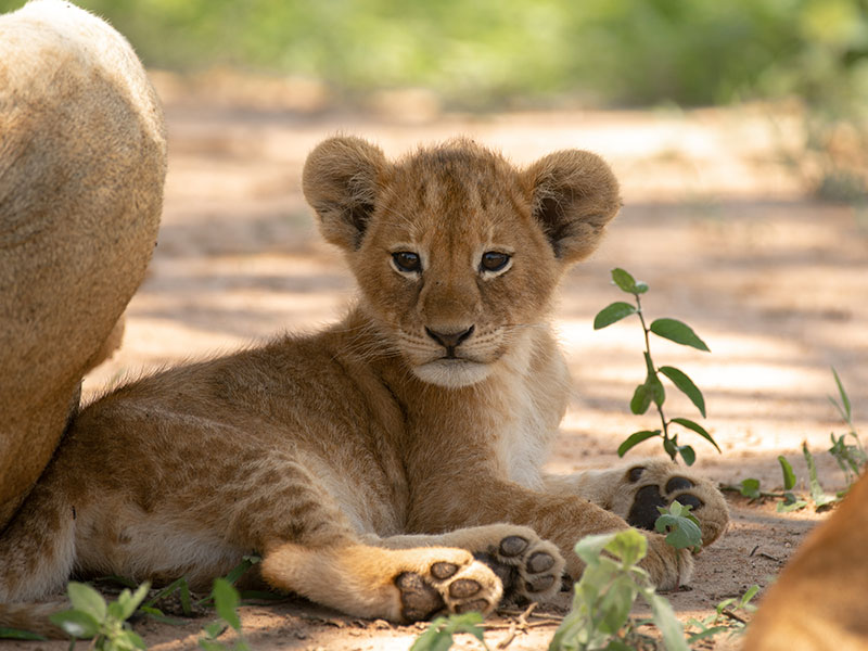 Animals of Tanzania and Where to See Them I Kenlink Tours