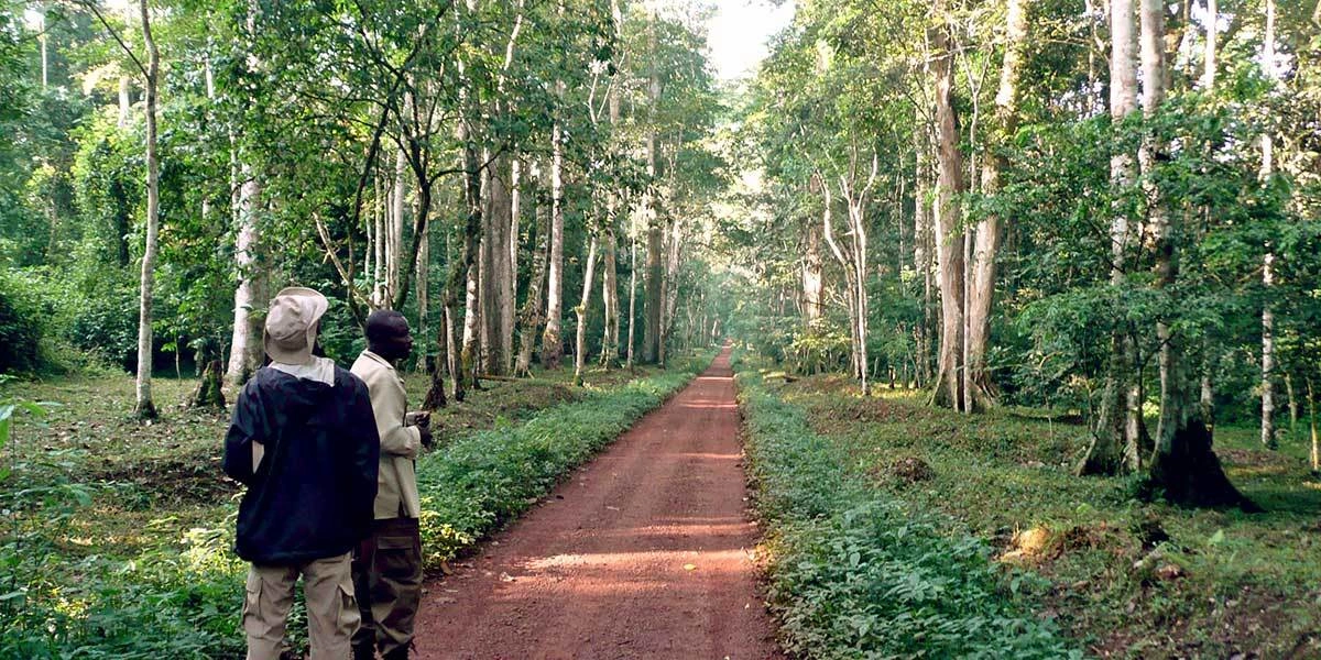 Budongo Central Forest Reserve I Kenlink Tours