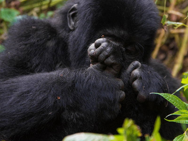 Gorilla and Golden Monkey Tracking Adventure I Kenlink Tours