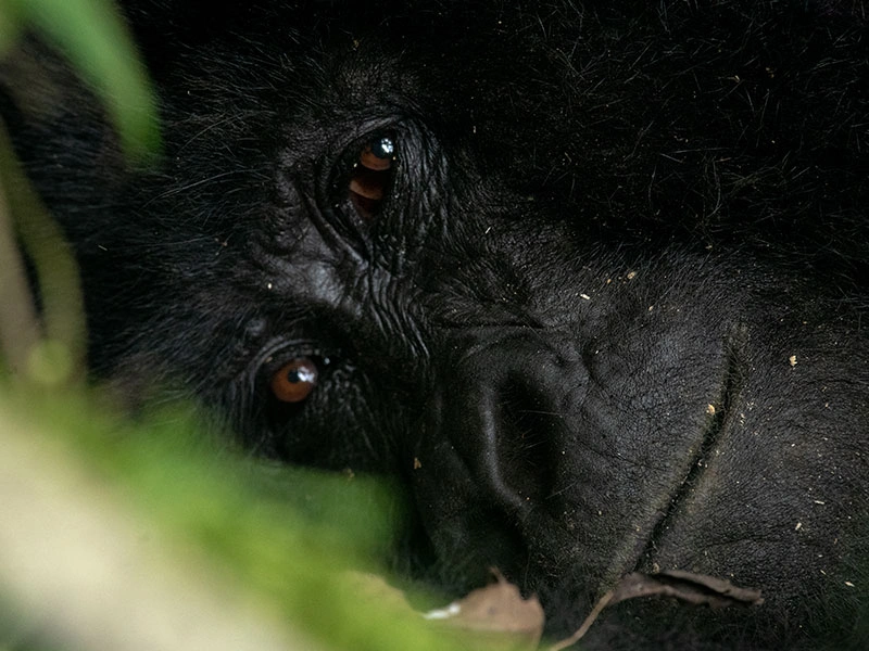 Short Gorilla Tracking Safari I Uganda Safaris