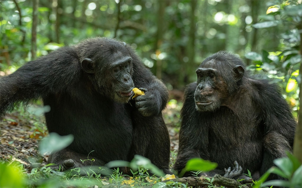 What Should i Pack for Chimpanzee Trekking