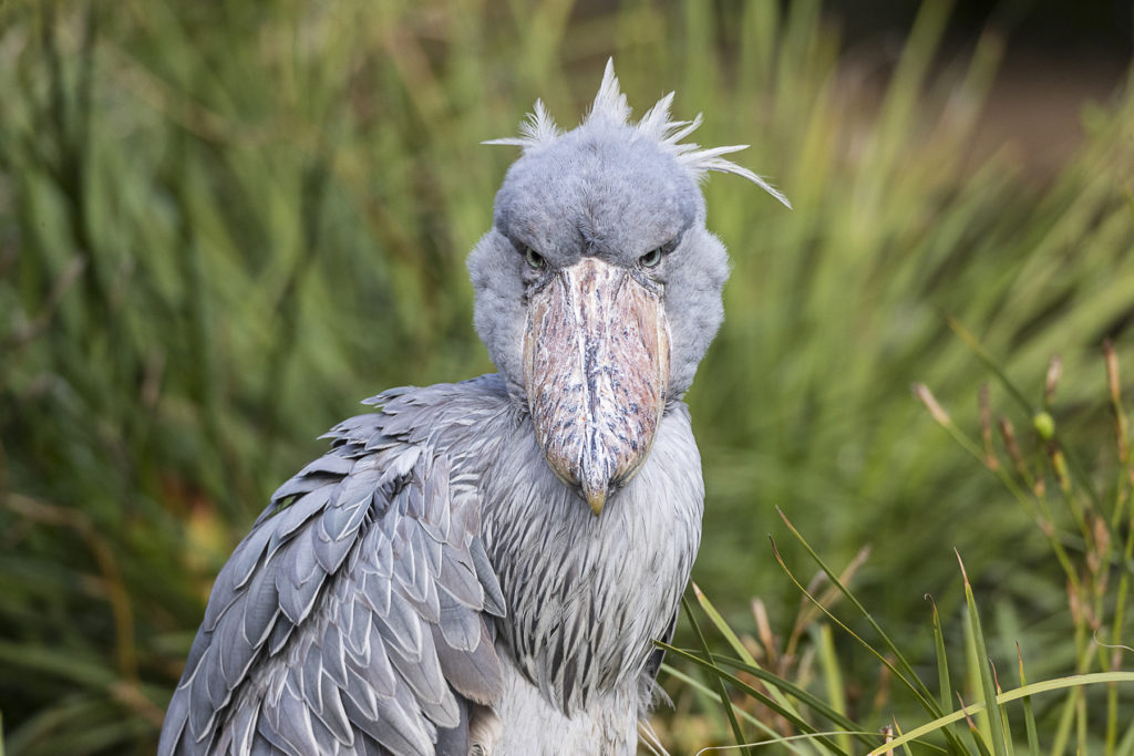 Facts About Shoebill Stork