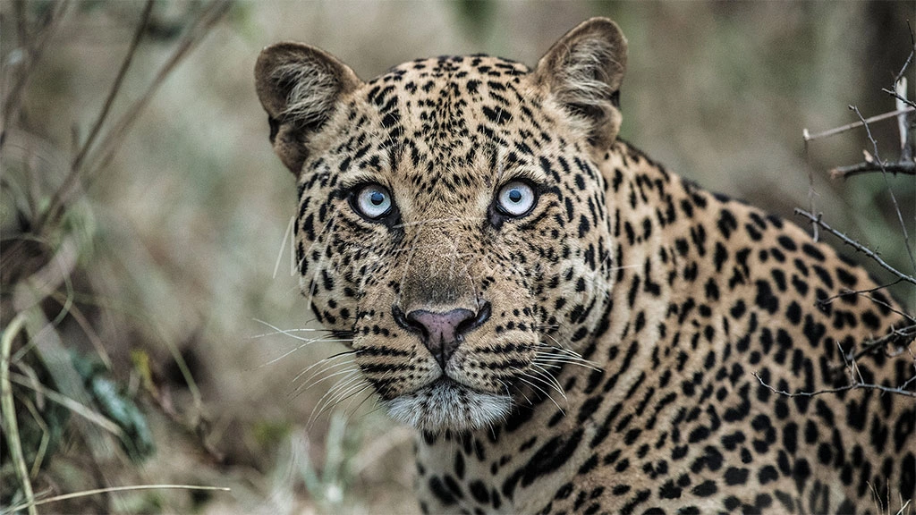 Where Can i See Leopards in Uganda?