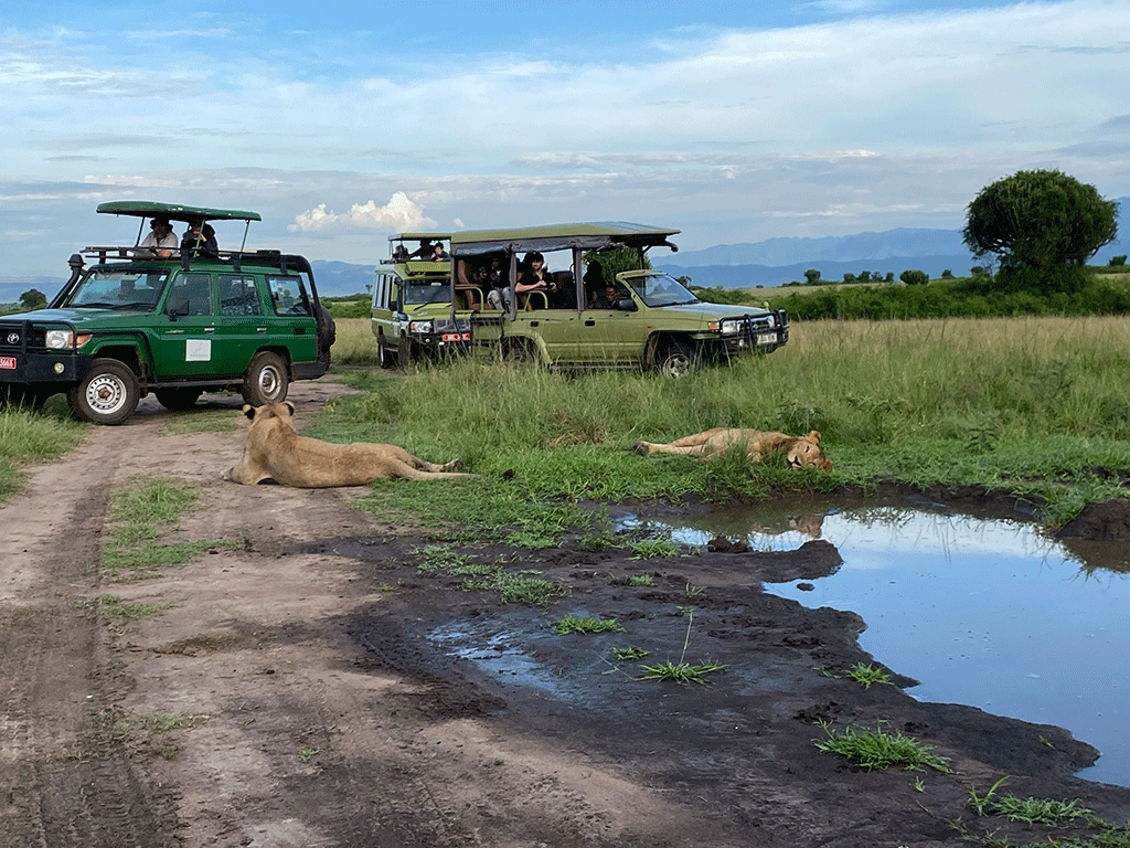 Best Places to see Lions in Uganda